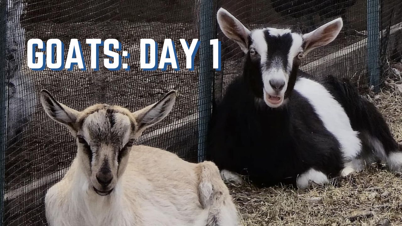 Welcoming Goats – Live – Mother Earth News